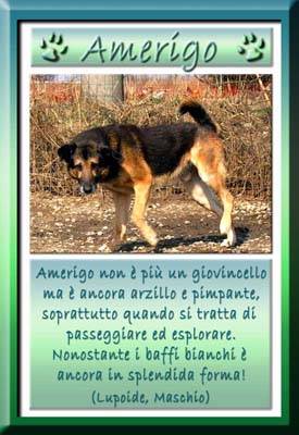 I cani de "Il rifugio" di Cassano Magnago - VareseNews - Foto