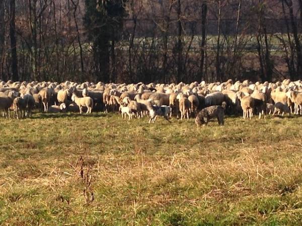 Pecore al pascolo a Cadrezzate - VareseNews - Foto
