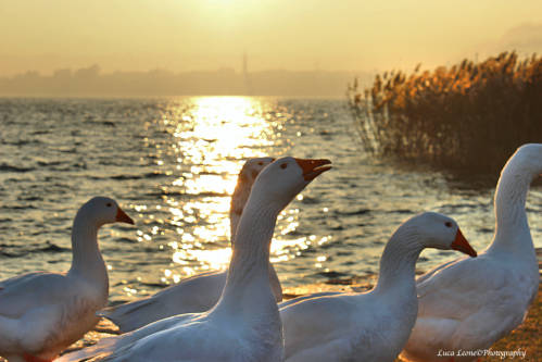 REAL GOOSE UP - VareseNews