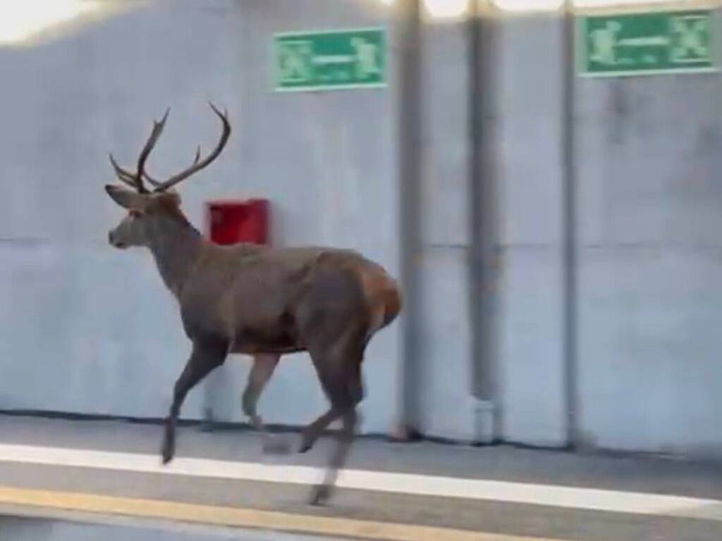 Un cervo entra in corsa alla stazione di Induno Olona