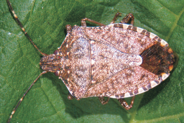 Cimice asiatica, un pericoloso "alieno"